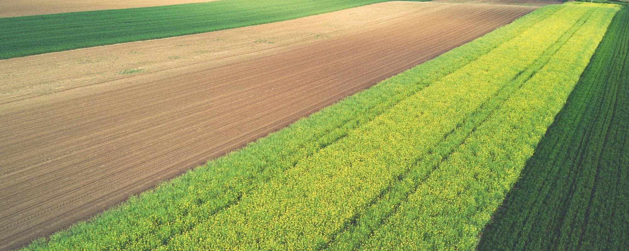 Biobased Rubber: The Promise of eco EPDM